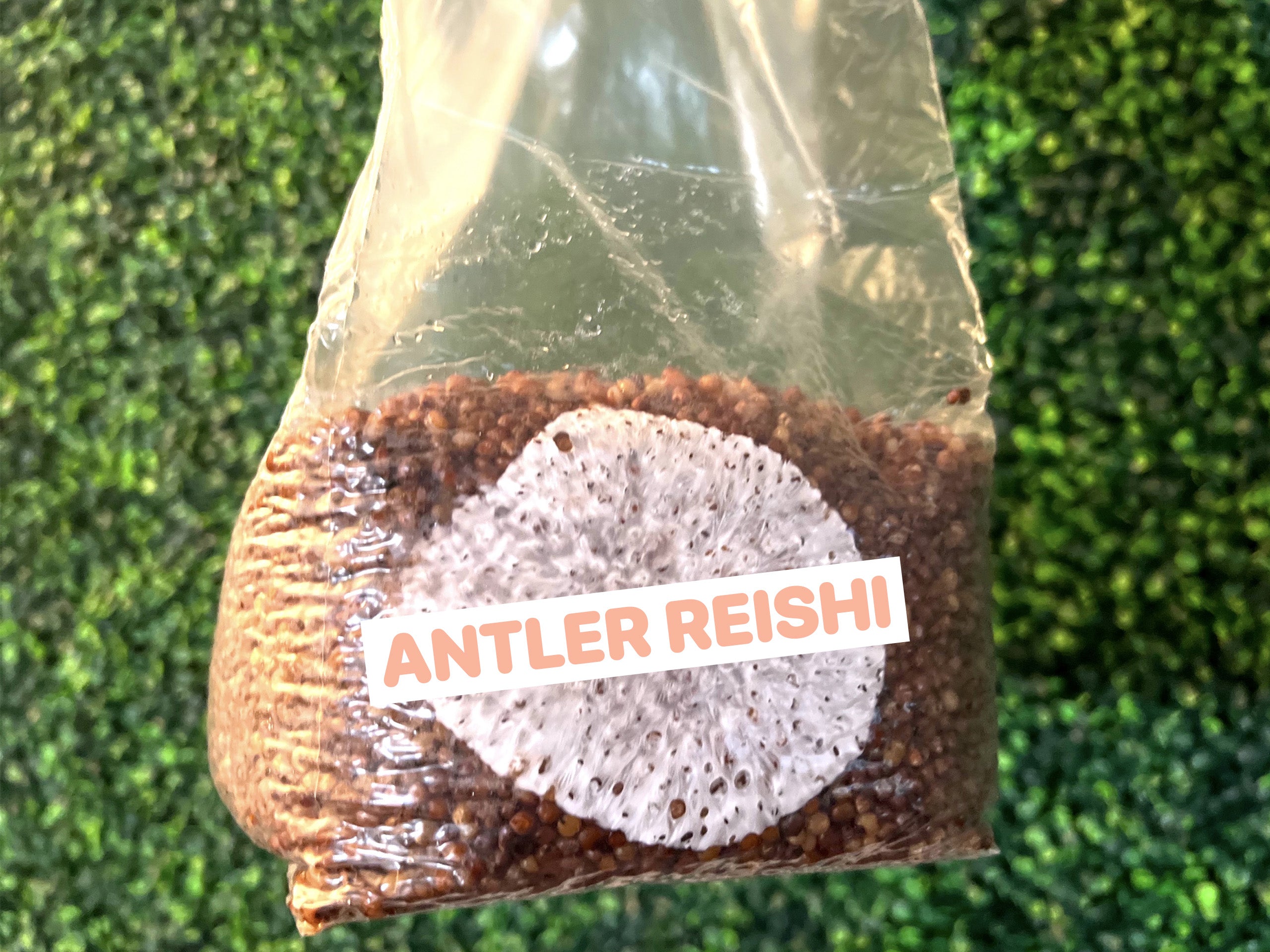 Antler Reishi Grain Spawn Bag 3LB